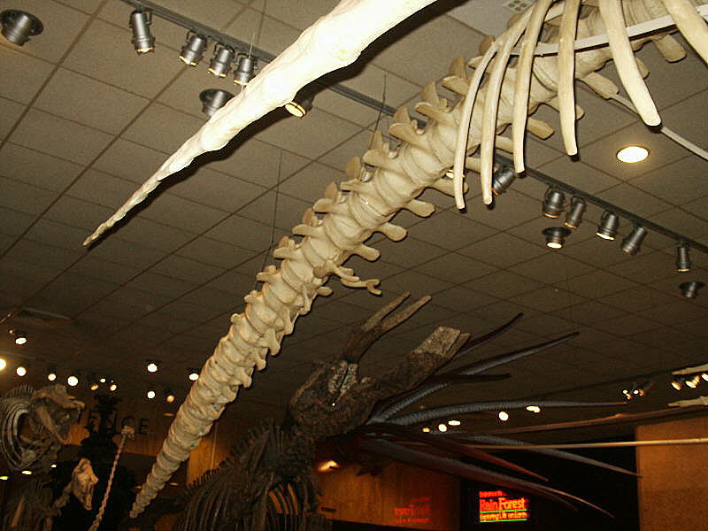 Cetacean Evolution Whale Anatomy And Photos Of Limb Rudiments On