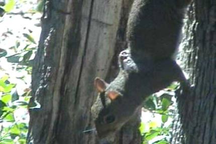 I see that one of the squirrels that come to my feeder has a wolf worm ...