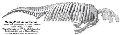 Cetacean Evolution: Origin of Sirenians